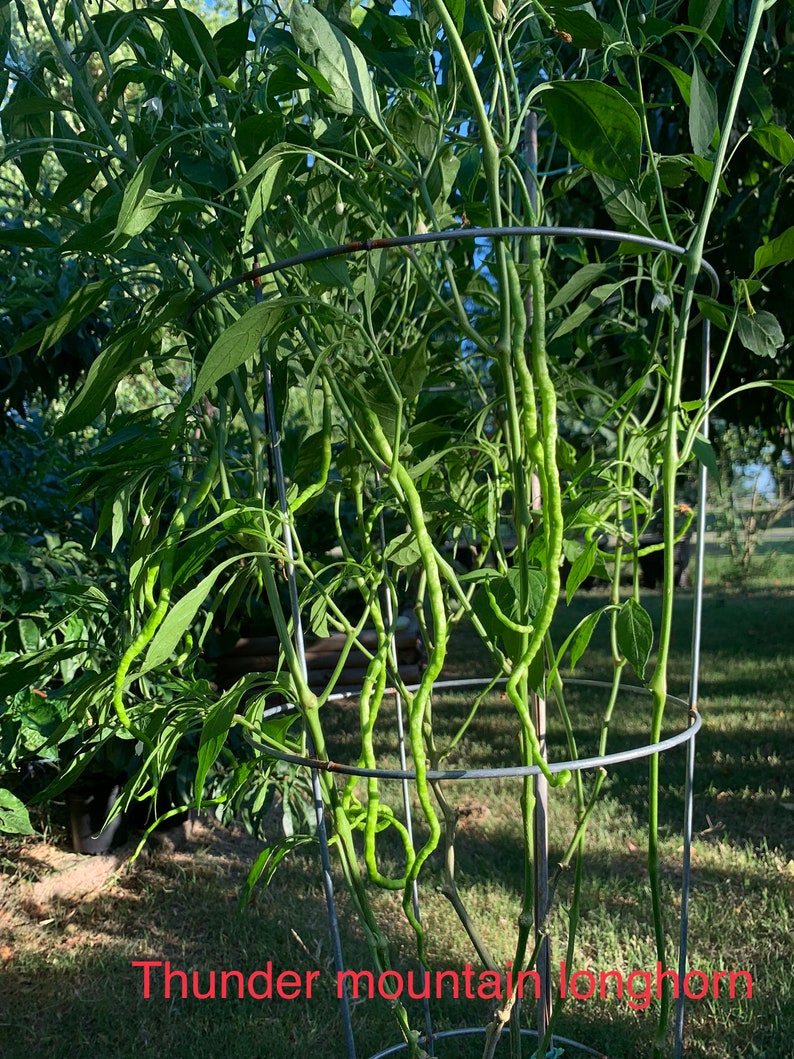 Thunder Mountain Longhorn Pepper Seeds - Etsy