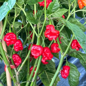 Faddas Reaper Perfume Pepper Seeds - Etsy