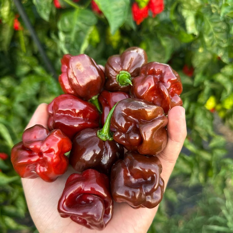 Chocolate Scotch Bonnets - Etsy