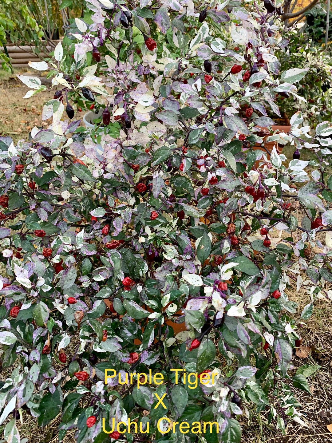 Purple Tiger X Uchu Cream Pepper Seeds - Etsy