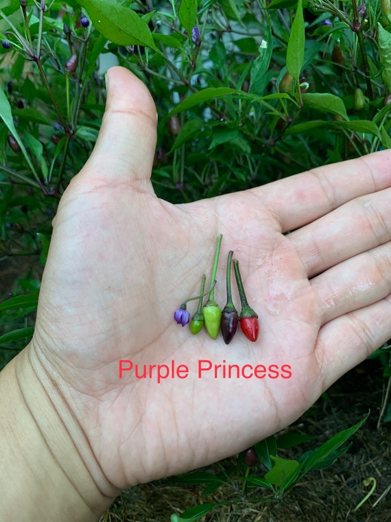 Purple Princess Pepper Seeds - Etsy