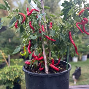 Hangjiao #8 Total Eclipse Pepper Seeds - Etsy