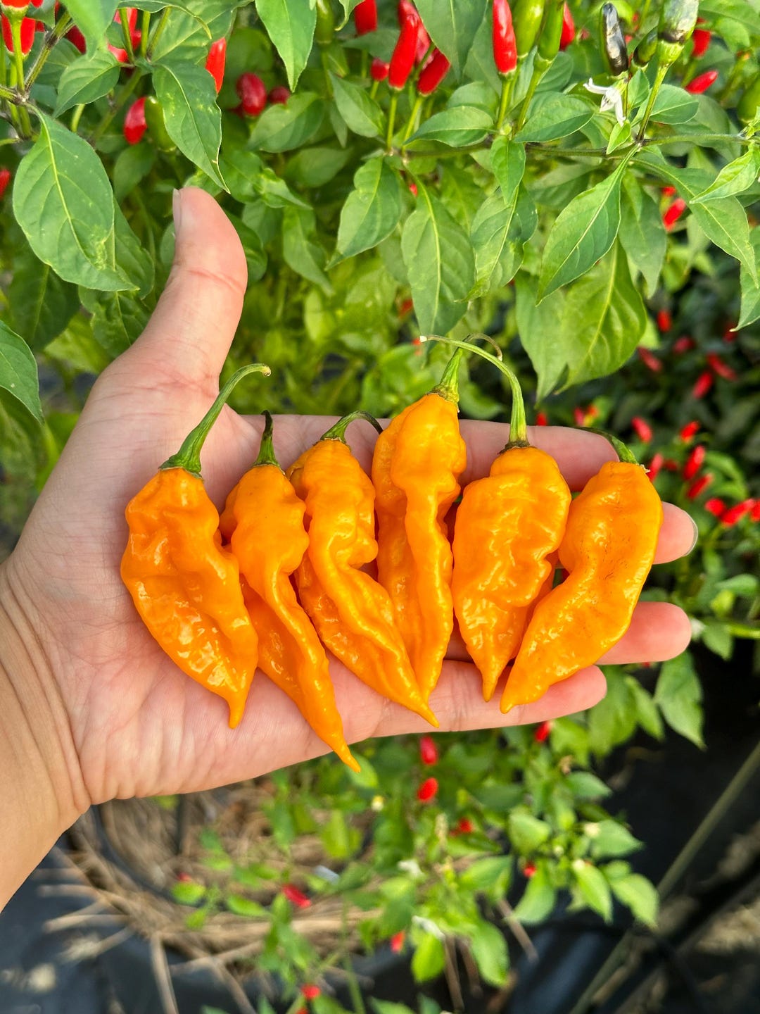 Fatalii Yellow Pepper Seeds - Etsy
