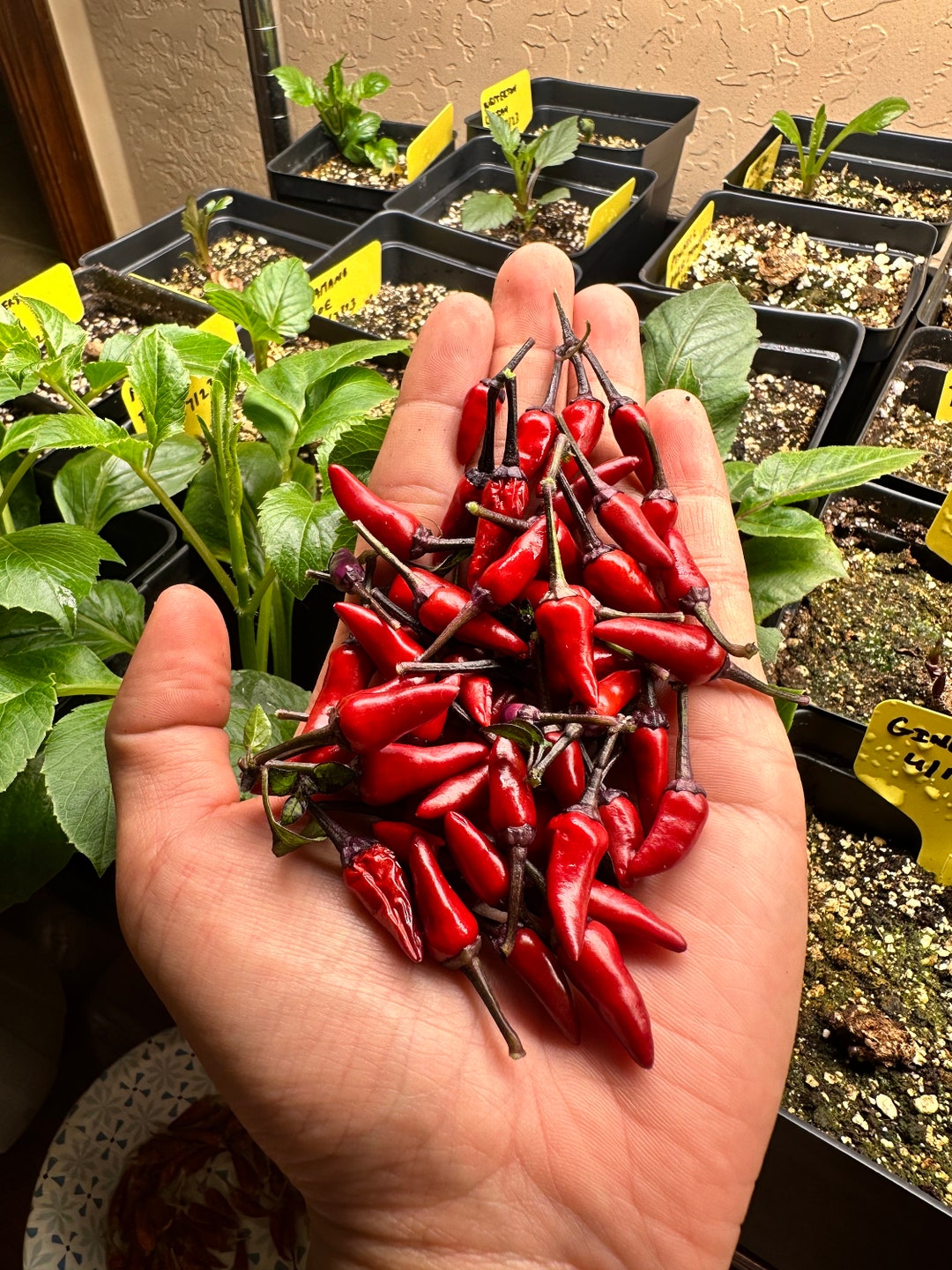 Explosive Ember Pepper Seeds - Etsy