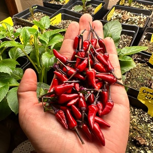 Explosive Ember Pepper Seeds - Etsy