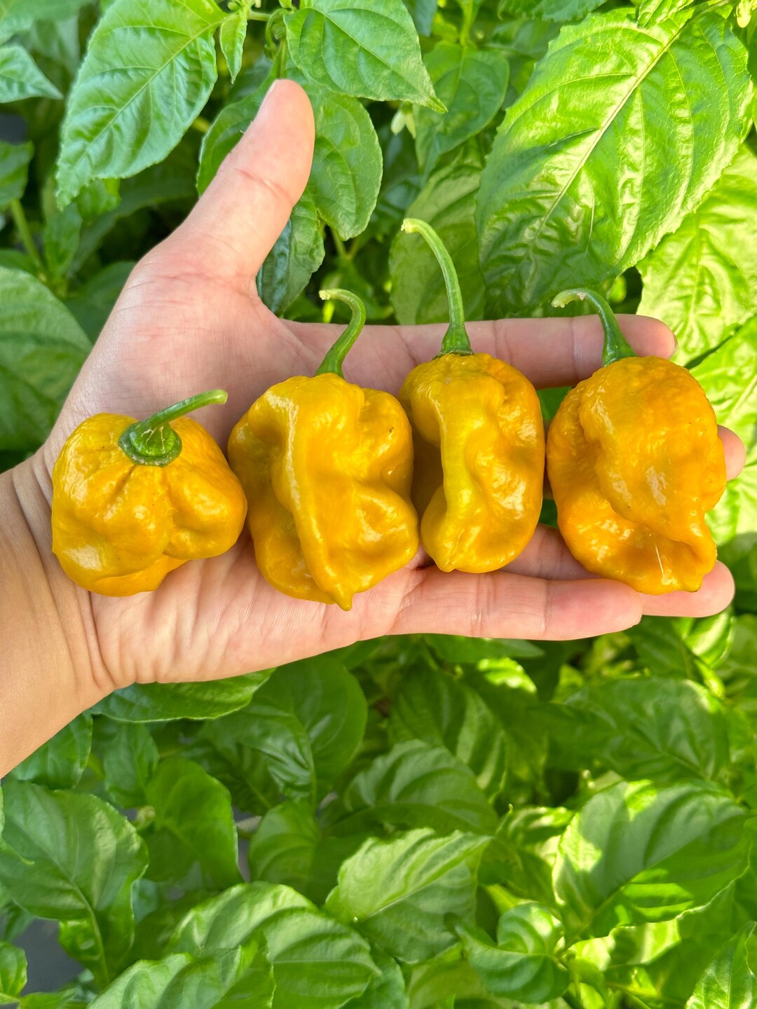 Trinidad Moruga Scorpion Gold Pepper Seeds - Etsy