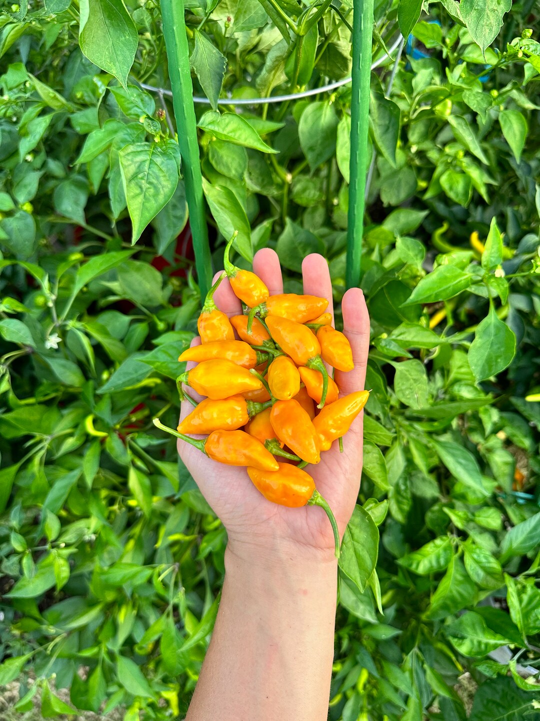 Datil Yellow Pepper Seeds - Etsy