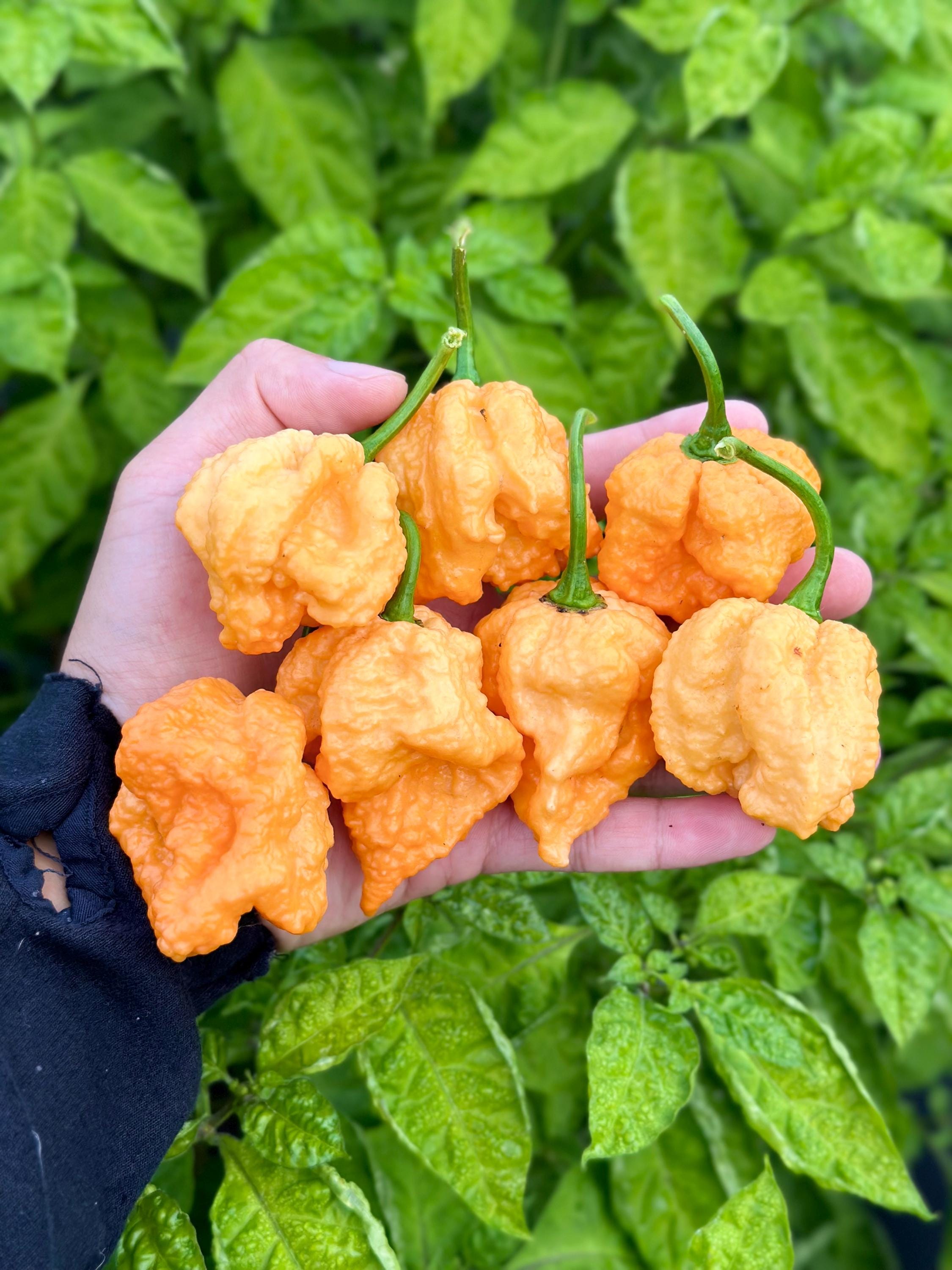 Fried Chicken Pepper Seeds - Etsy
