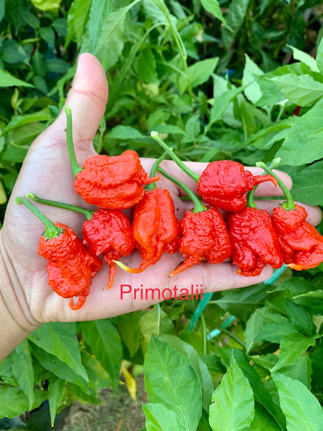 Primotalii Pepper Seeds - Etsy