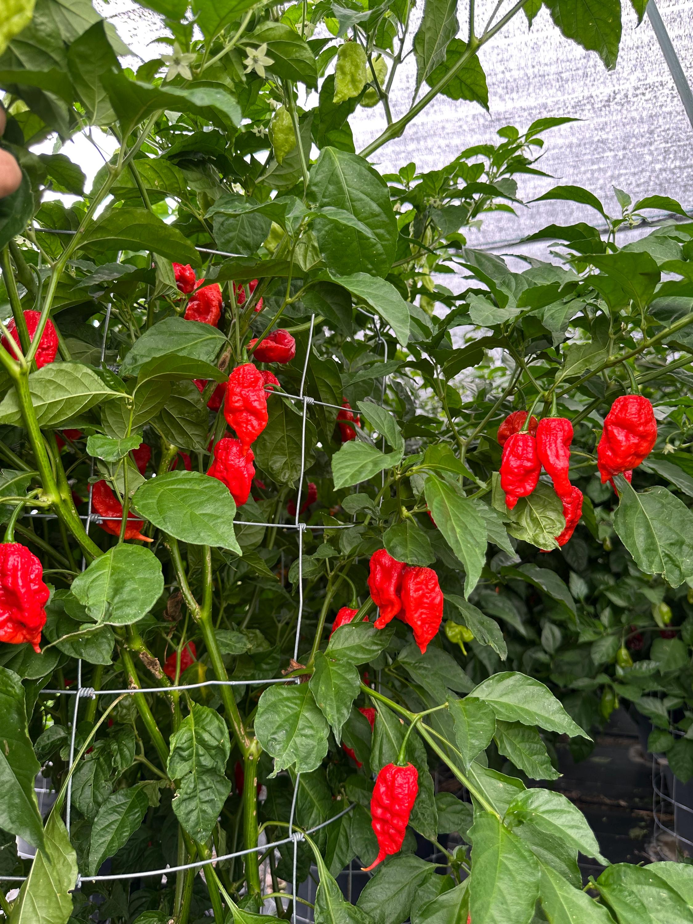 Gnar King Pepper Seeds - Etsy