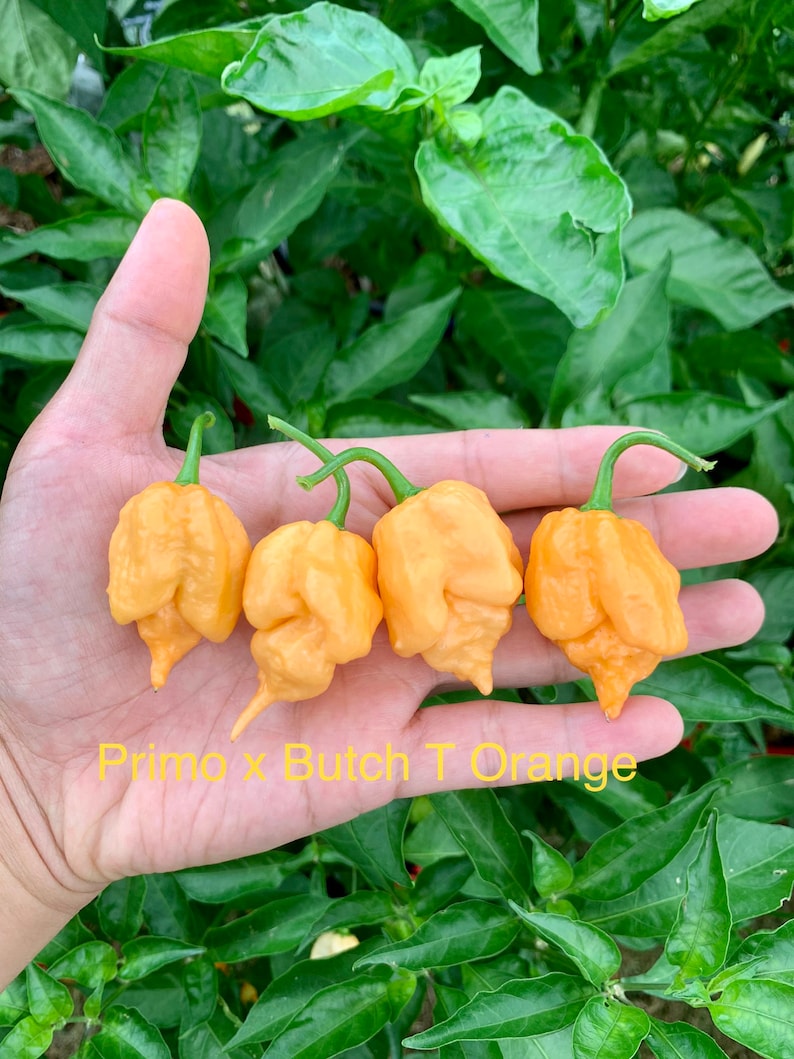 Primo X Butch T Orange Pepper Seeds - Etsy