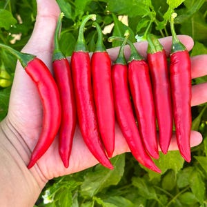 Korean Gochu Pepper Seeds - Etsy
