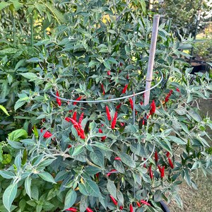 Black Cobra Pepper Seeds - Etsy