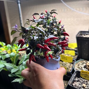 Explosive Ember Pepper Seeds - Etsy