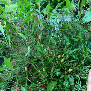 Purple Princess Pepper Seeds - Etsy