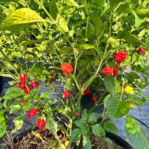 Turkish Cap Pepper Seeds - Etsy