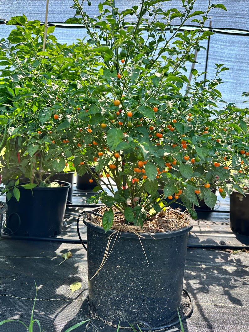 Bode Amarela Pepper Seeds - Etsy