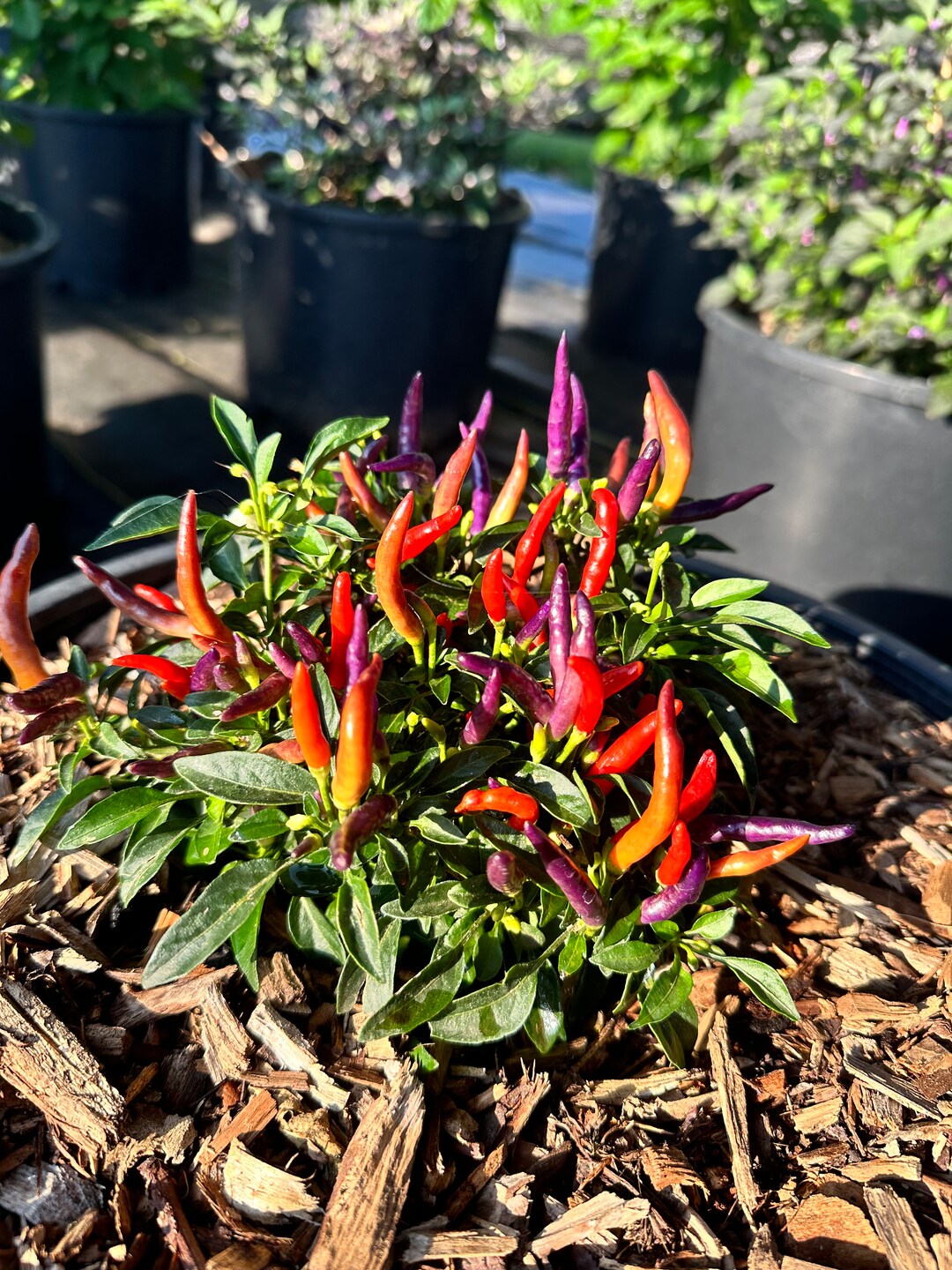 Garda Firework Pepper Seeds - Etsy