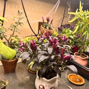 Explosive Ember Pepper Seeds - Etsy