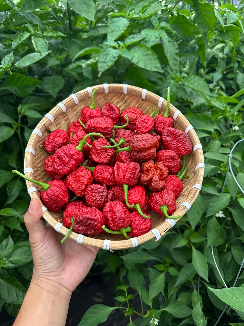 Amnesia Pepper Seeds - Etsy