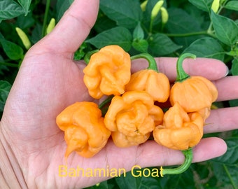 Bahamian Goat Pepper Seeds - Etsy