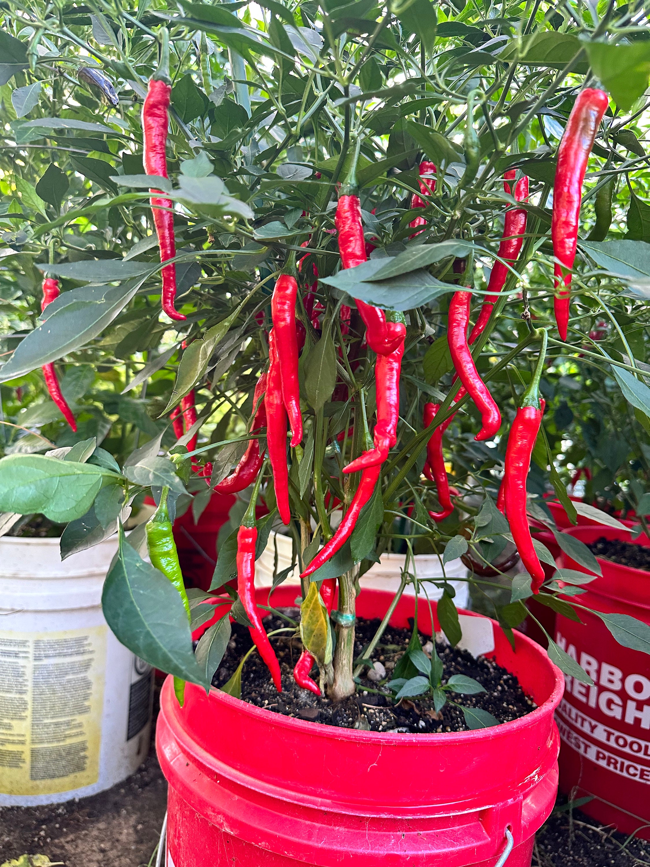 Hangjiao #10 After Glow Pepper Seeds - Etsy