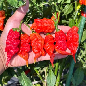 Tiberius Mauler Red Pepper Seeds - Etsy