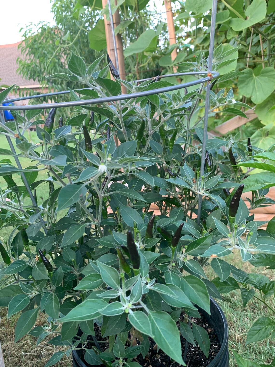 Black Cobra Pepper Seeds - Etsy