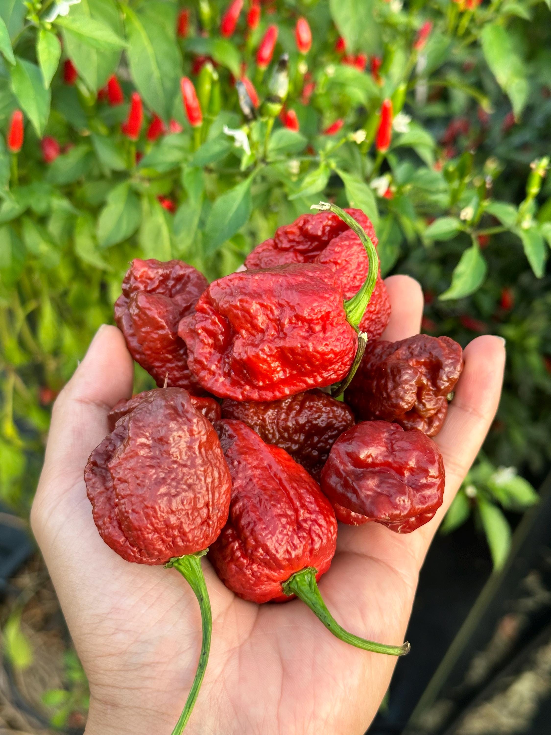 Amnesia Pepper Seeds - Etsy