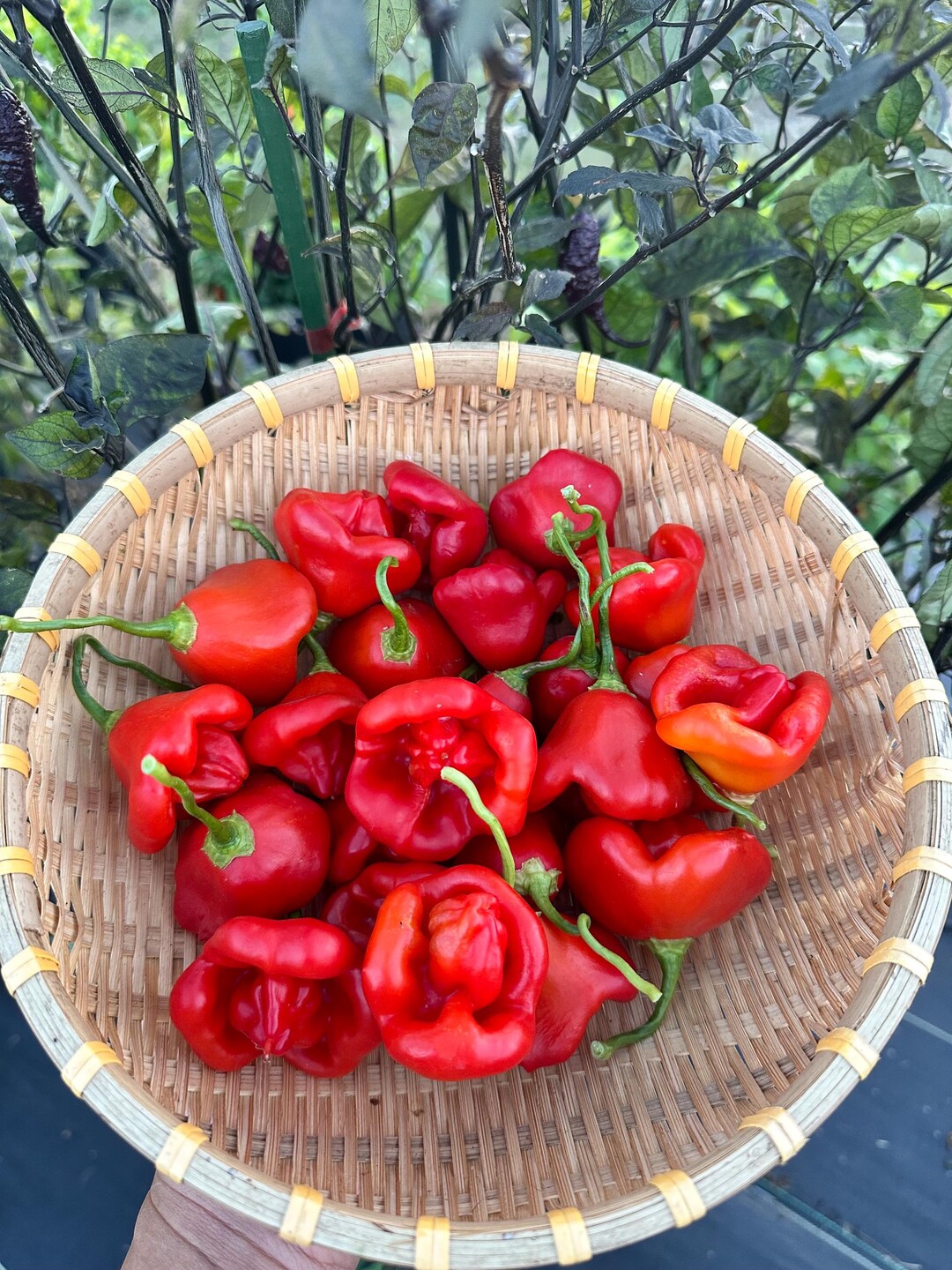 Ubatuba Cambuci Pepper Seeds - Etsy