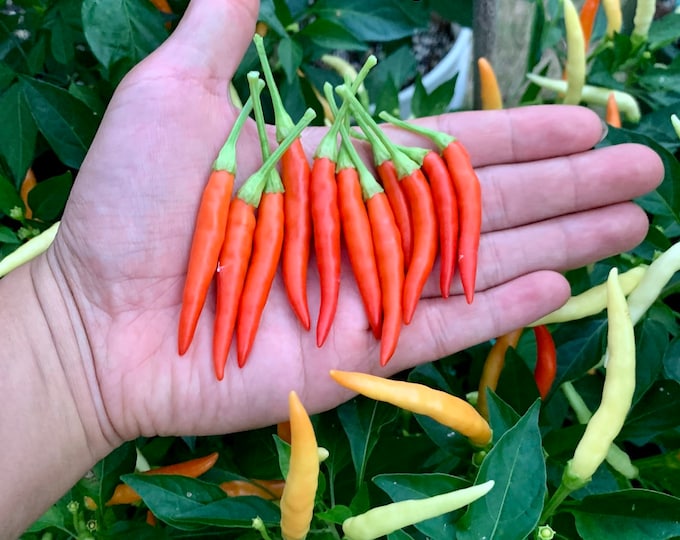 Japanese White Eagle Claw Pepper Seeds - Etsy