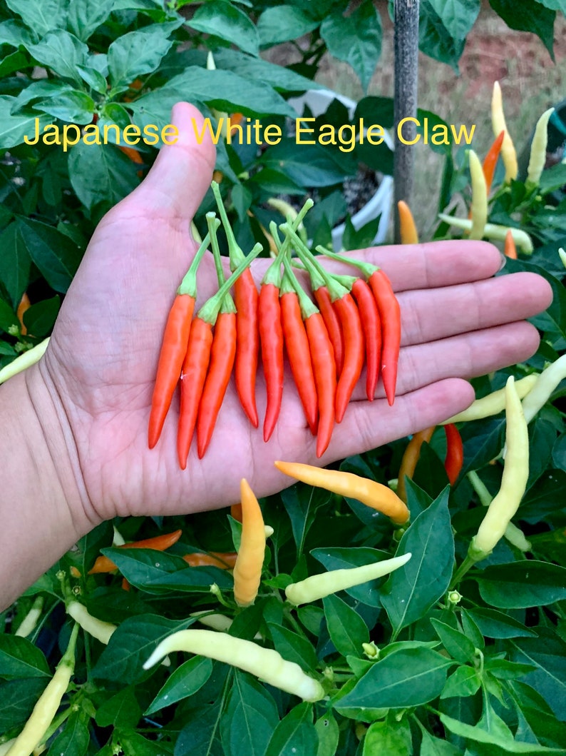 Japanese White Eagle Claw Pepper Seeds - Etsy