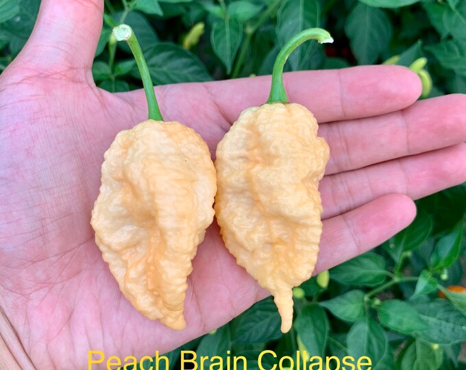 Peach Brain Collapse Pepper Seeds - Etsy