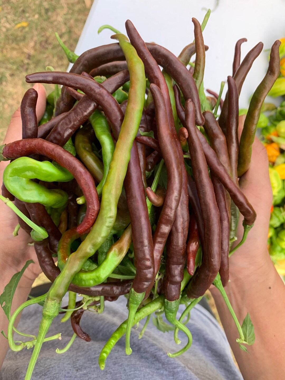 Thunder Cacho Brown Pepper Seeds - Etsy