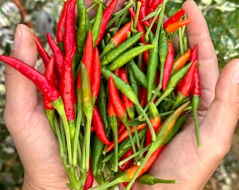 Takanotsume Pepper Hawks Claw 10 Seeds Japanese Heirloom - Etsy