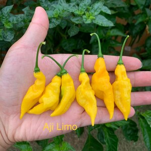Aji Limo Pepper Seeds - Etsy