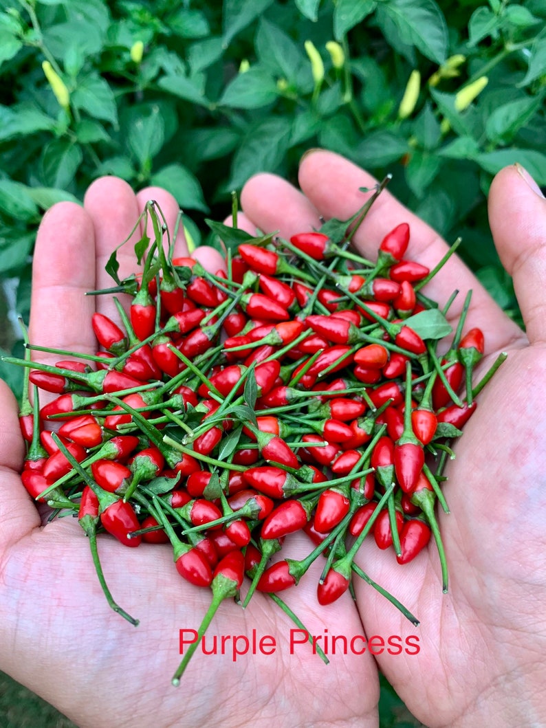 Purple Princess Pepper Seeds - Etsy