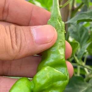 Yellow Peter Pepper Seeds - Etsy