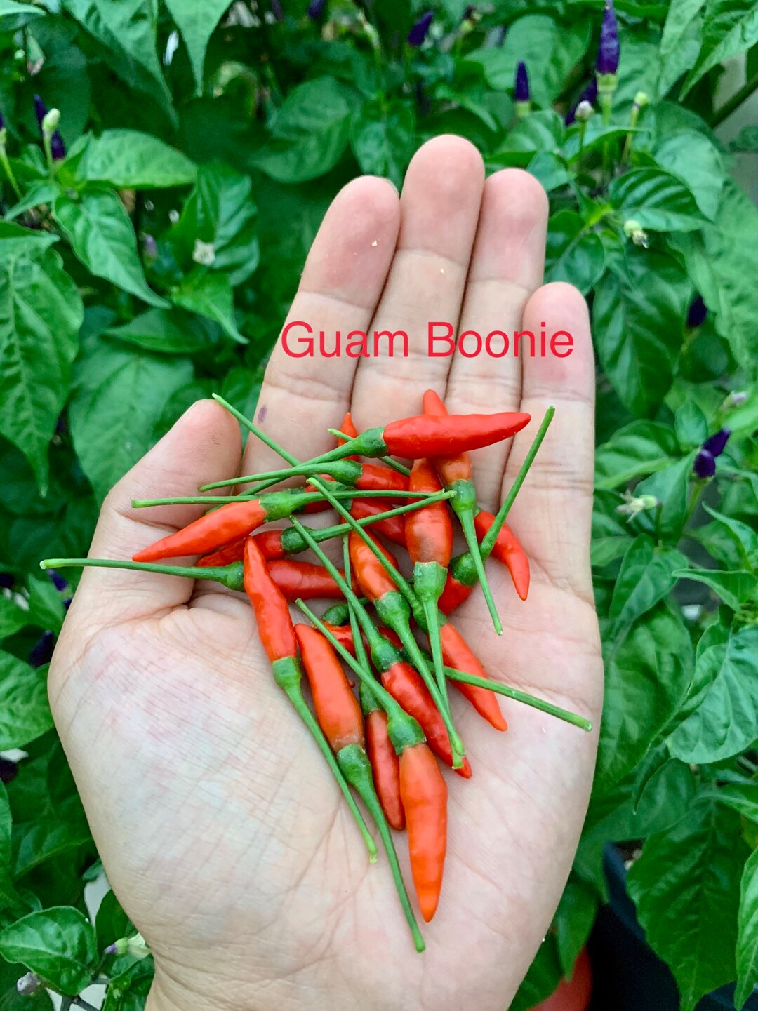 Guam Boonie Pepper Seeds - Etsy