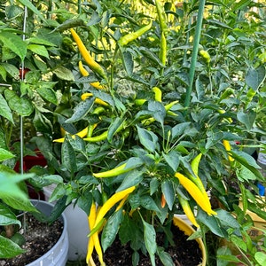 Sarit Gat Pepper Seeds - Etsy