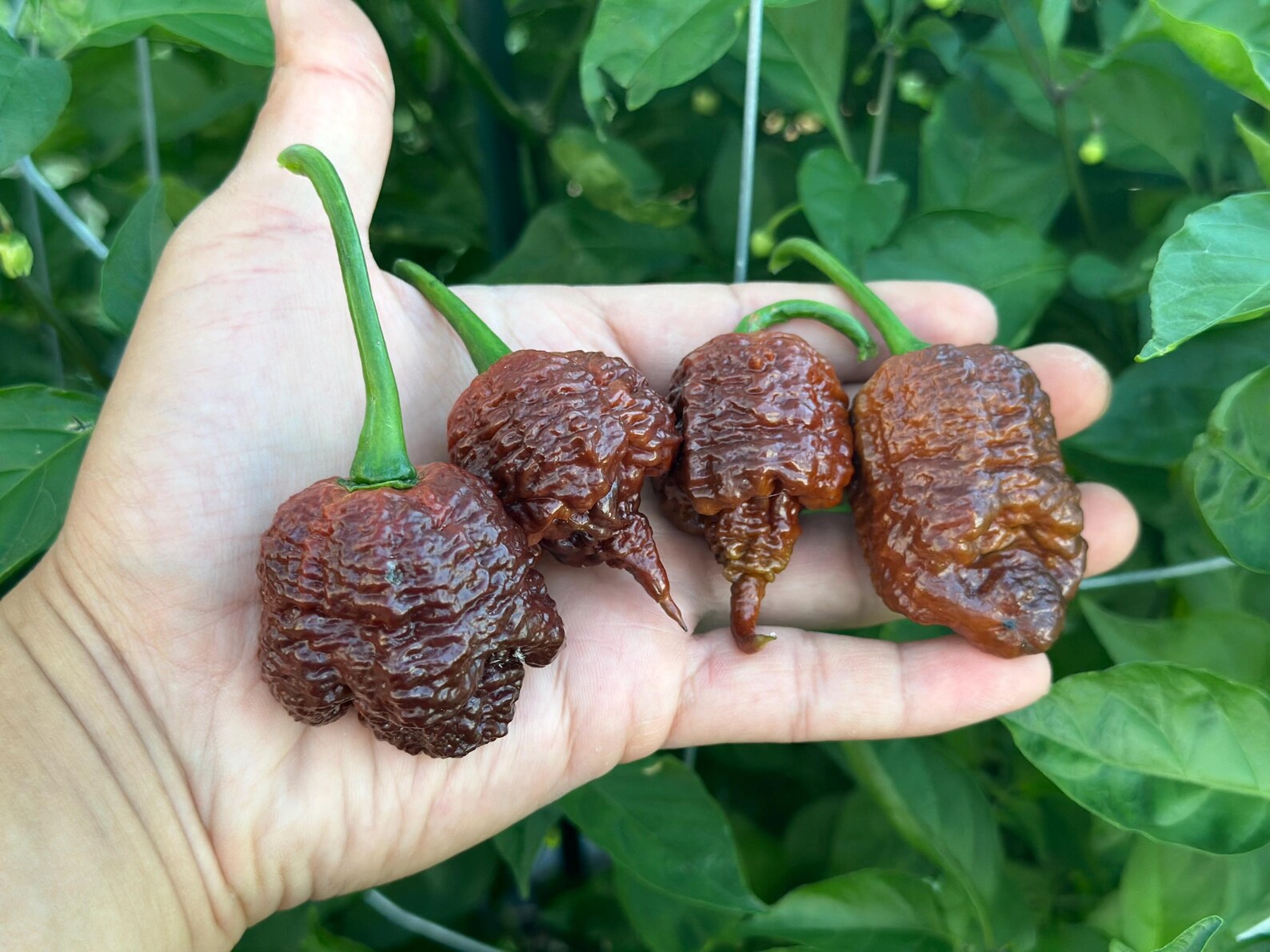 Amnesia Pepper Seeds - Etsy
