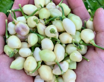 Snow White Pepper - Etsy