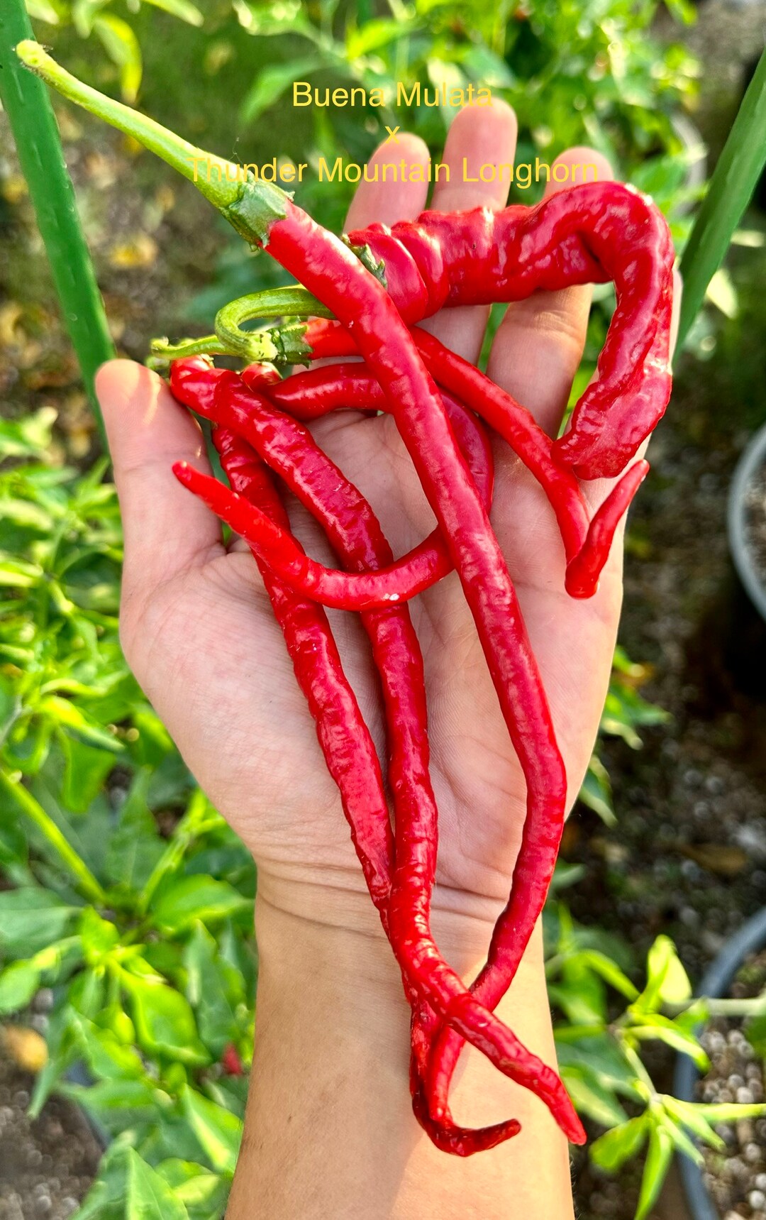 Buena Mulata X Thunder Mountain Longhorn Pepper Seeds - Etsy