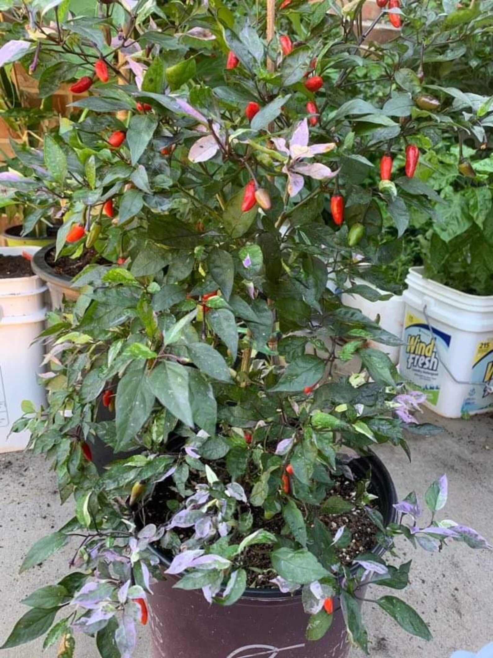 Peruvian Purple Passion Pepper Seeds - Etsy