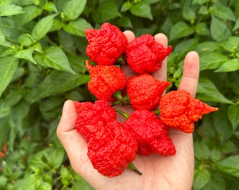 El Diablo Pepper Seeds 10, Pepper Seeds, Superhot Pepper, Seeds, Non ...