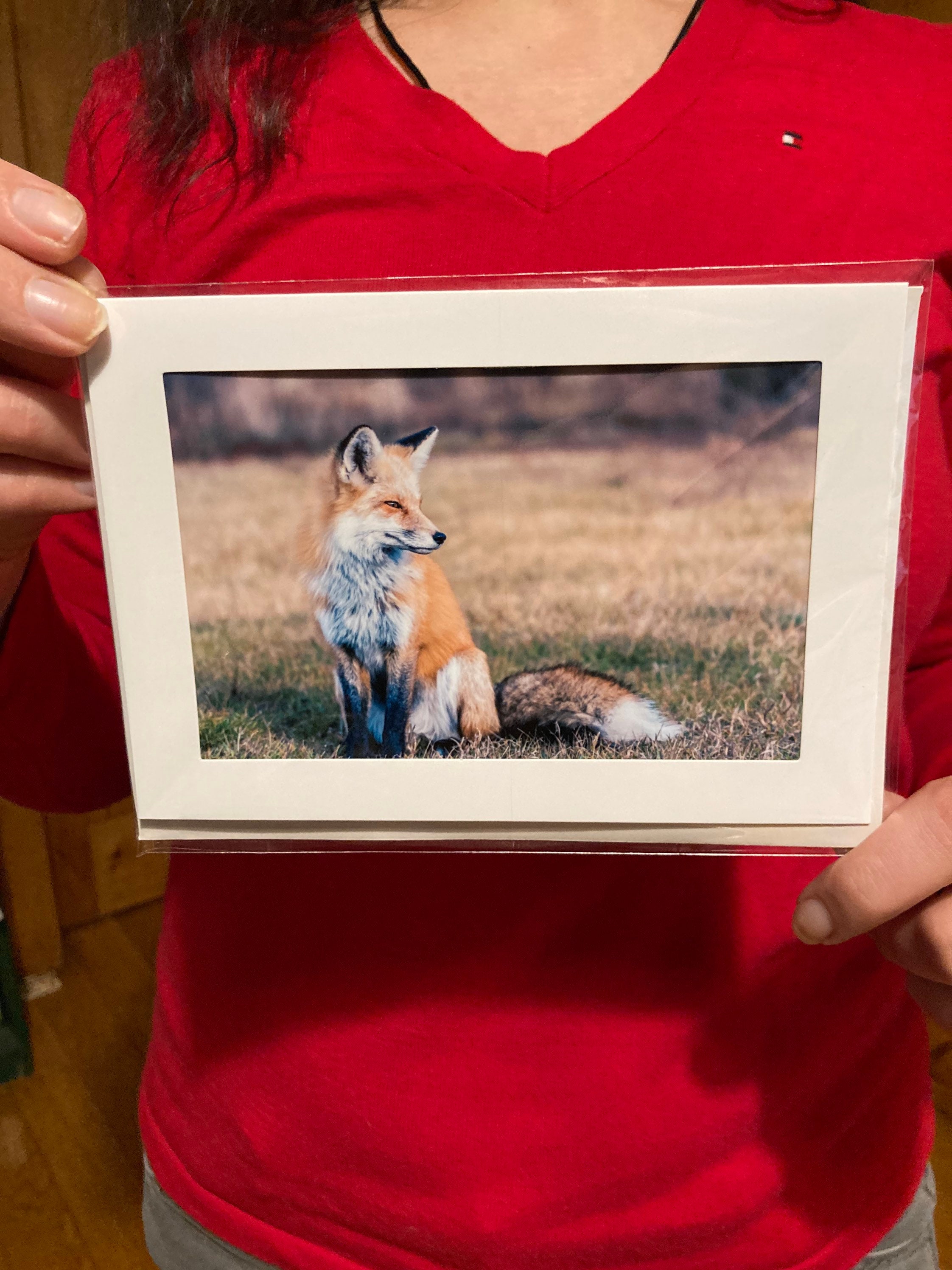 Red Fox at Dornans in Grand Teton National Park Jackson Hole Folding ...
