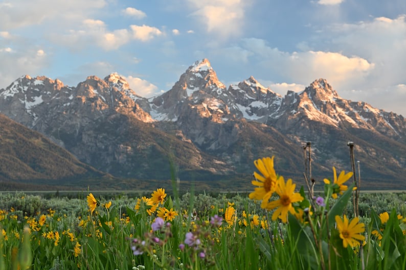 Wildflowers in Grand Teton National Park Folding Card and Print - Etsy