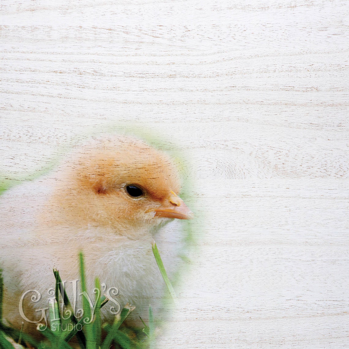 Chicken Digital Paper: Chickens Printables Chicken | Etsy