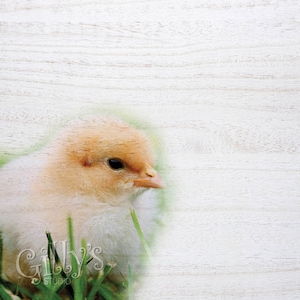 Chicken Digital Paper: Chickens, Printables, Chicken Background ...