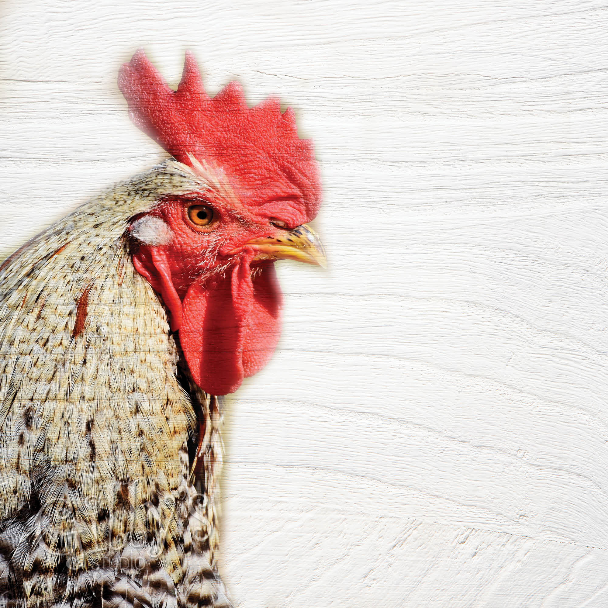 Chicken Digital Paper: Chickens, Printables, Chicken Background ...